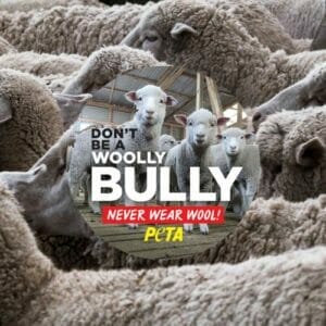 Free Anti-Wool Stickers from PETA | WOW Freebies Ireland